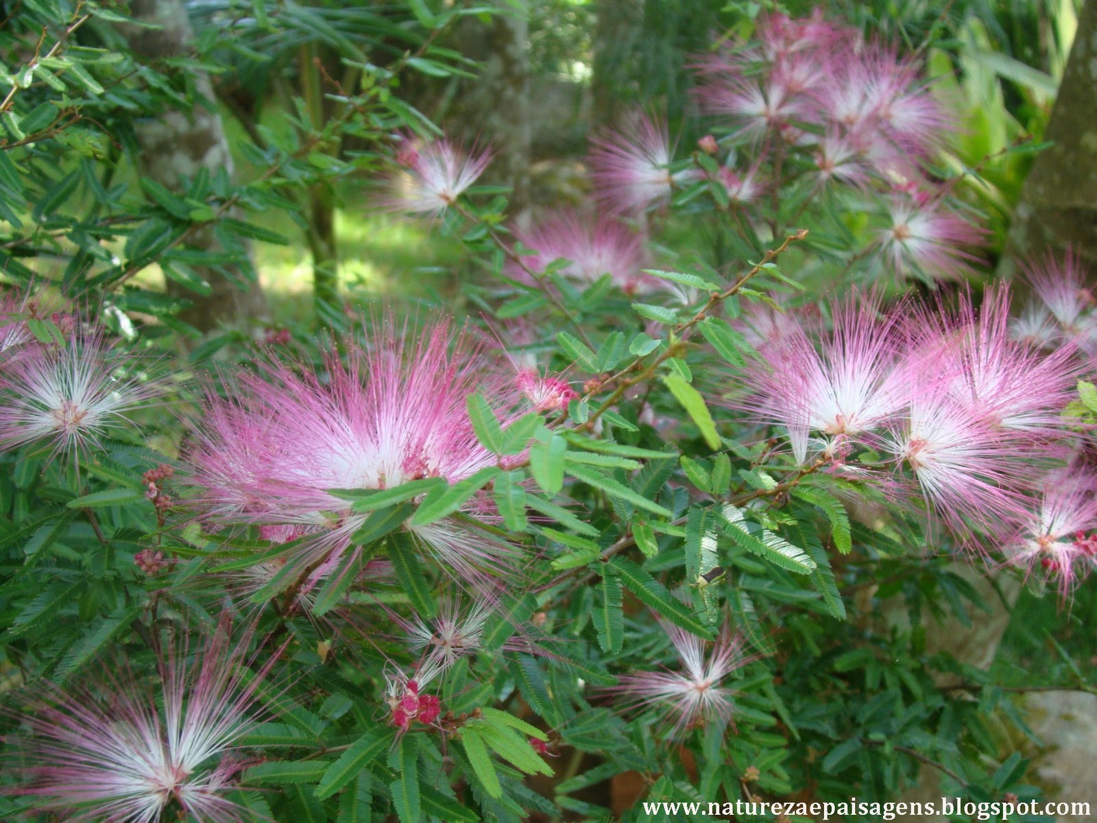 Natureza e Paisagens: CALLIANDRA