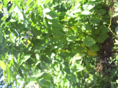 flora de mi tierra: TAXONOMÍA DEL GUÁSIMO