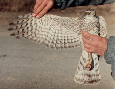 SCILLYSPIDER: An article on the small accipiter on St Mary's