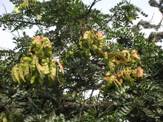 Producto no tradicional: La Tara: BOTÁNICA DE LA TARA