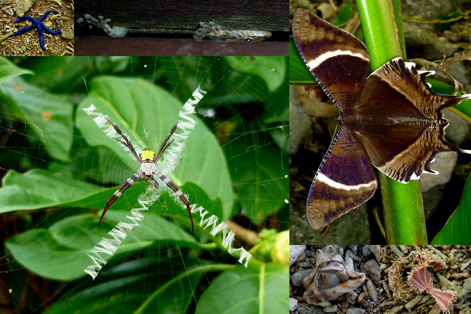 Tales of Jo: Ni-Vanuatu Wildlife