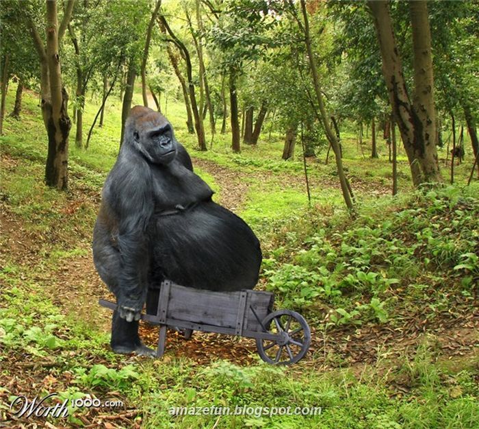 Amazing Fun: Fat Animals