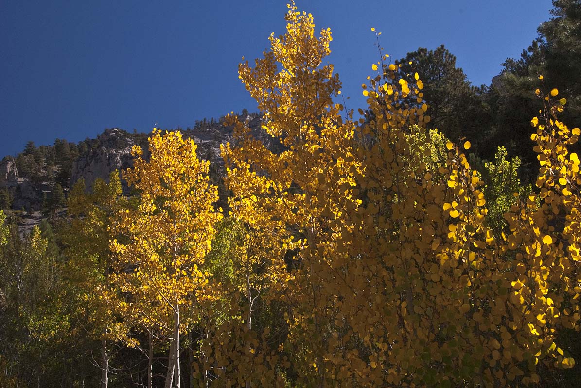 Southern Nevada Outside: Fall Colors at Mt Charleston