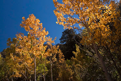 Southern Nevada Outside: Fall Colors at Mt Charleston