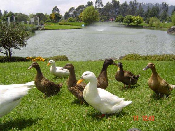 Cantinho TJ - [ noticias ]: Fotos de Betel da Colombia