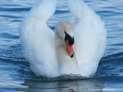 The swan: Fabulous posture of a swan - what do you think
