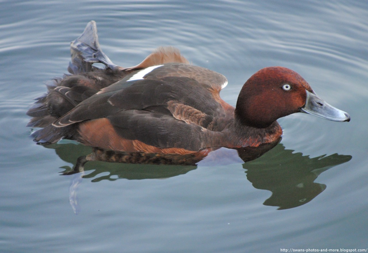 The swan: Beautiful duck 4