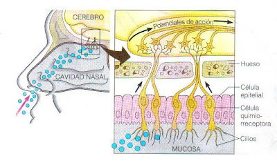 Neuronas Receptoras Olfatorias; Neuronas de Receptores Olfatorios