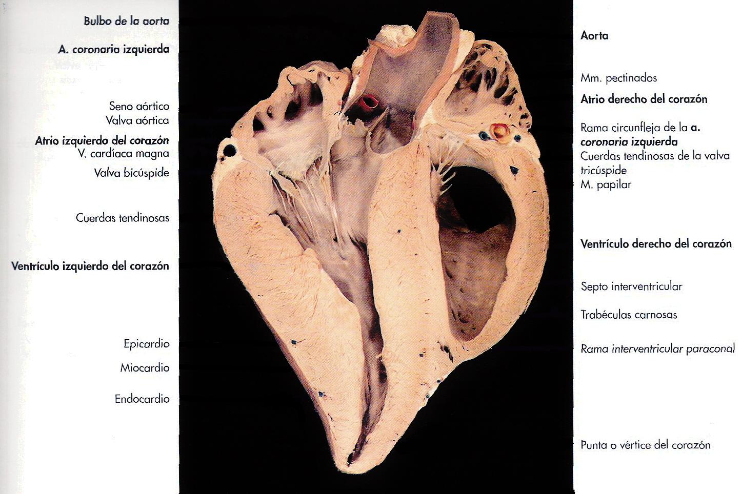 Tareas Veterinaria: iMagenes anatomia