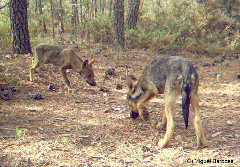 Fauna Ibérica: Alcateia de Bragança - seguimento durante o ano 2008 ...