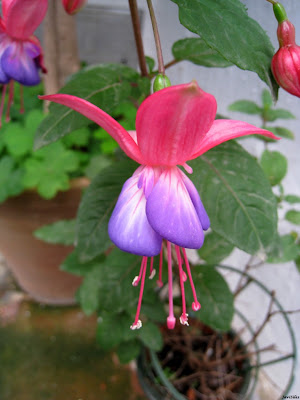 JAVI27: Fuchsia hybrida