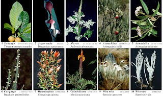 Es mi Perú: Las Plantas Medicinales en el Sur Andino del Perú