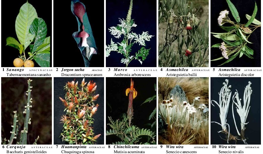 Es mi Perú: Las Plantas Medicinales en el Sur Andino del Perú