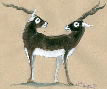 Animalia Illustrated: Pushmi-pullyu