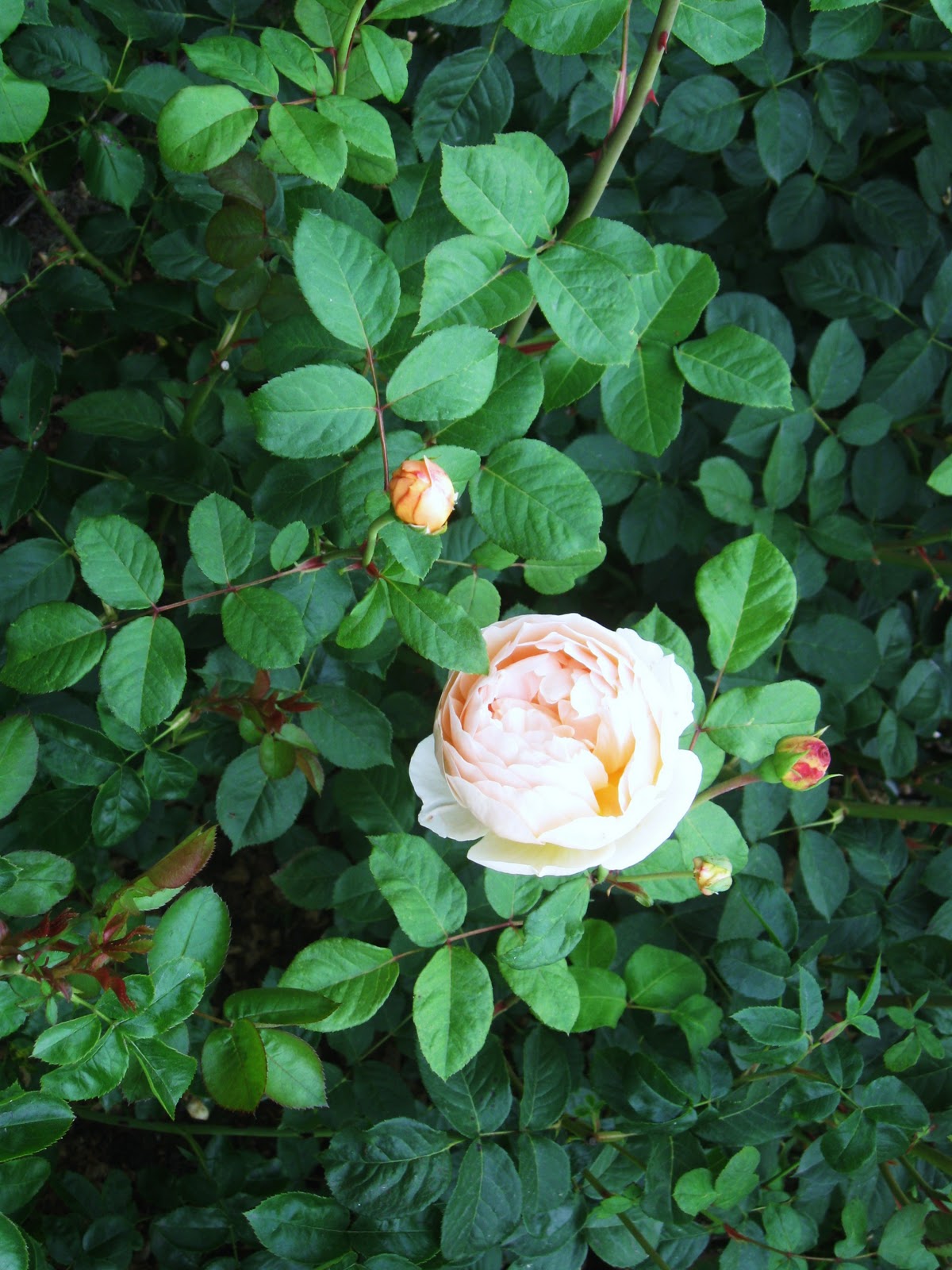 Trevs Garden Blog: The Alnwick Rose