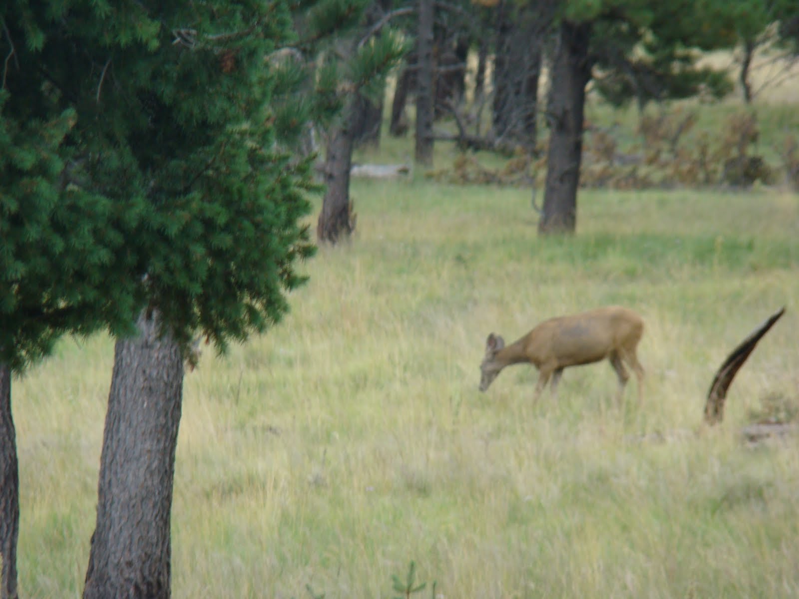 Travel with Us: Costilla Trip - Rio Costilla and the Valle Vidal