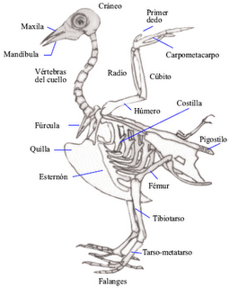 Biología "EQUIPO 3": ESQUELETO COMPLETO DEL POLLO