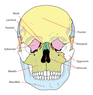 The speed: Oasele feţei