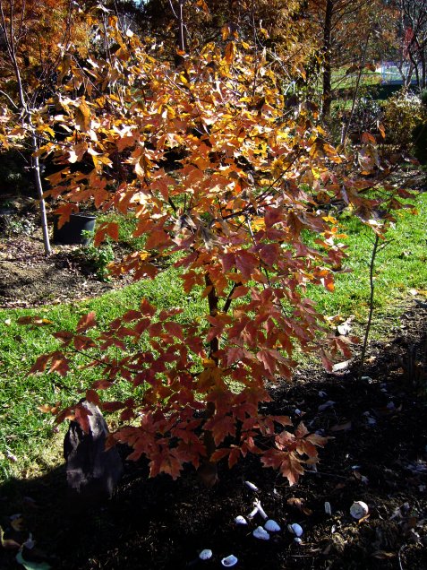 MucknMire: Paperbark maple, Acer griseum and Witch hazel, Hamamelis x ...