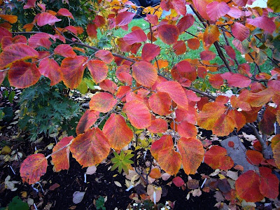 Plants, trees and nature photos: Witch hazel fall colors