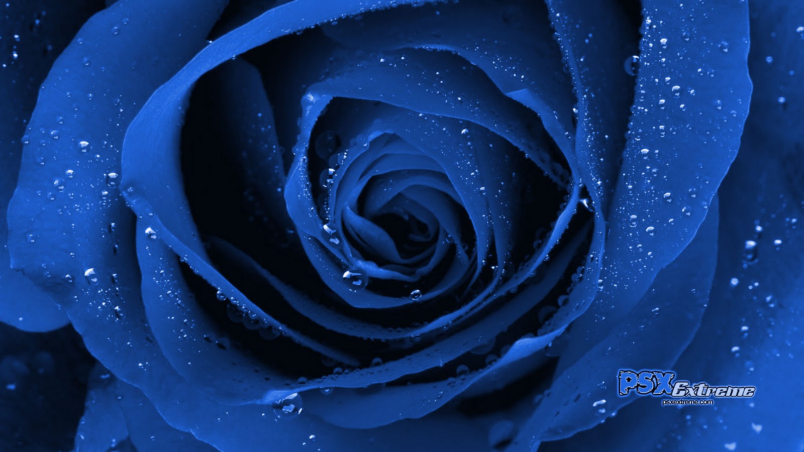 Blue Rose