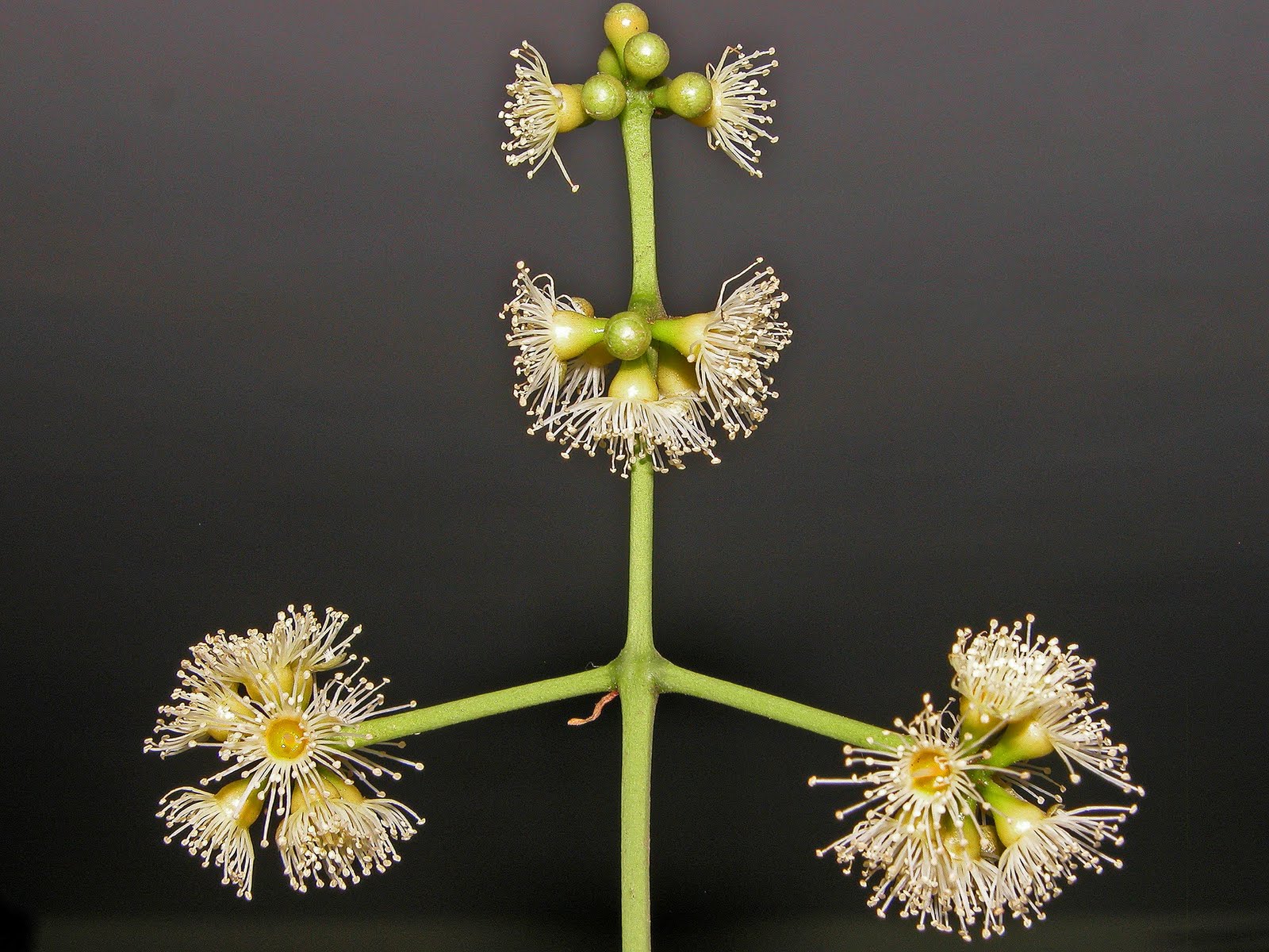 SATISFIED : BOTANICAL FAMILIES: MYRTACEAE