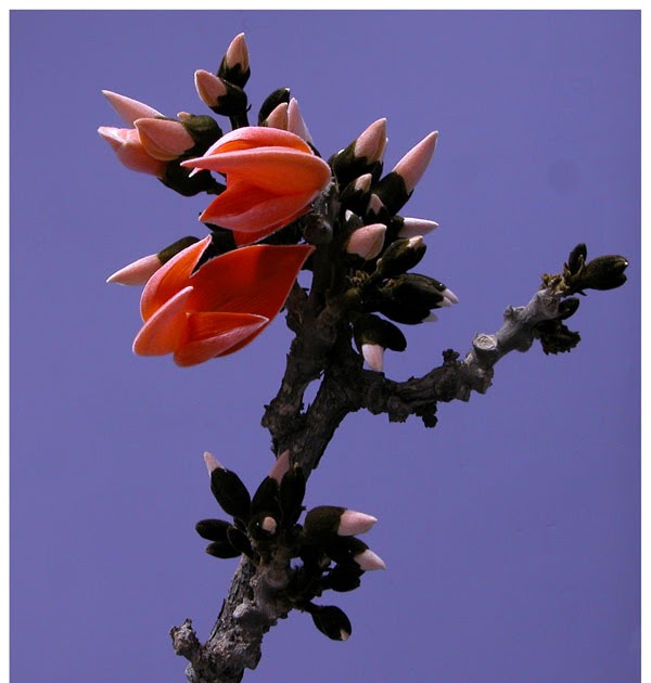 SATISFIED: PAPILIONACEAE(SUBFAMILY OF FABACEAE/LEGUMINOSAE)