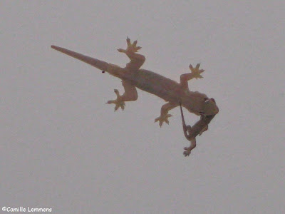 Camille's Samui Info blog: Dog eat Dogekko eat gekko