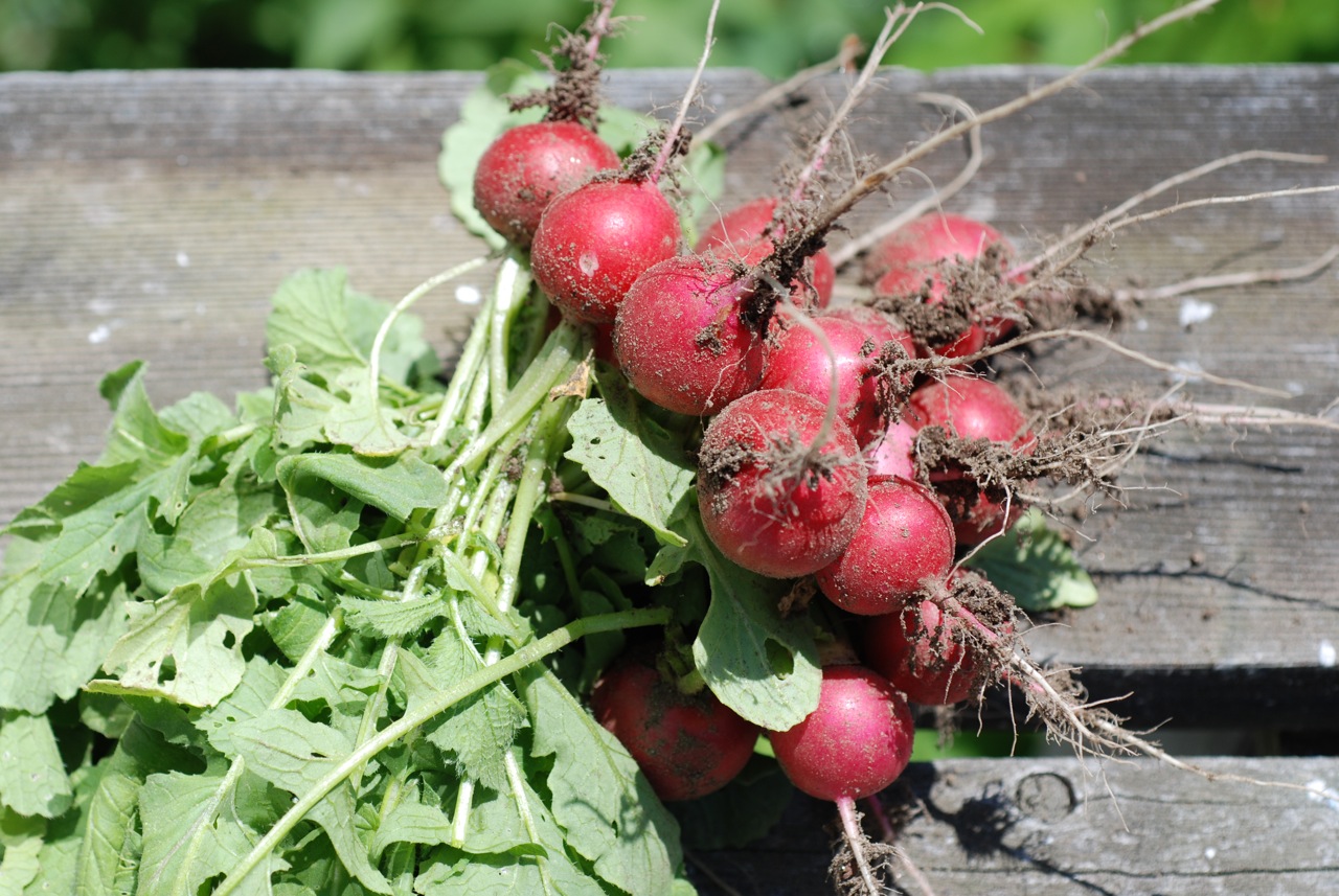 Know Whey: Braised Radishes