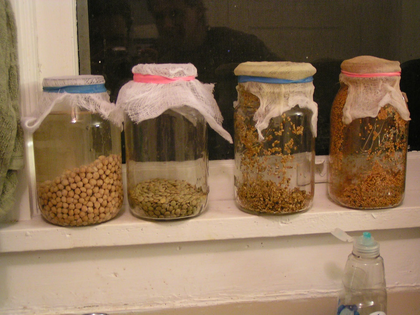 OHIO Ecohouse: DIY: Sprouts