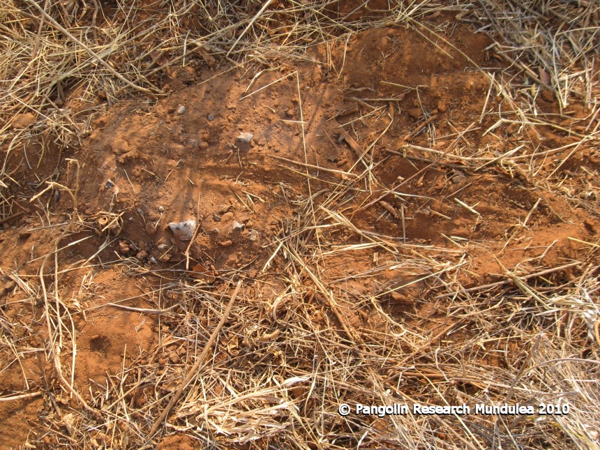 Pangolin Research Mundulea: Mapping Pangolin Feeding Sites in Mundulea