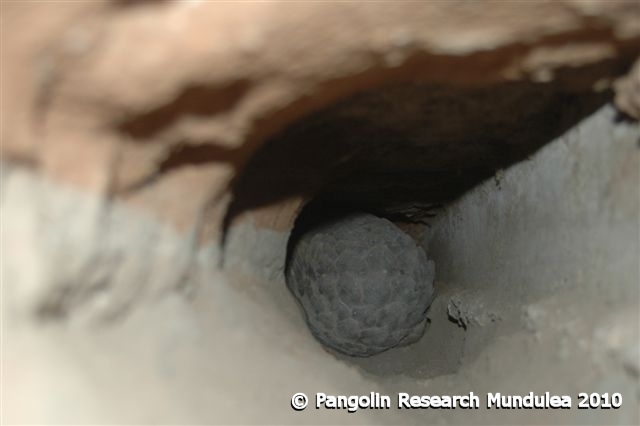 Pangolin Research Mundulea: Discovering Our First Pangolin, Oct 30th 2010