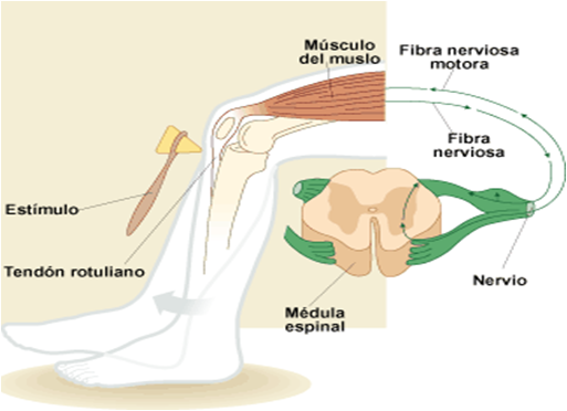 Opiniones de Reflejo osteotendinoso