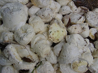 Getah sekerap ~ relevan sokmo