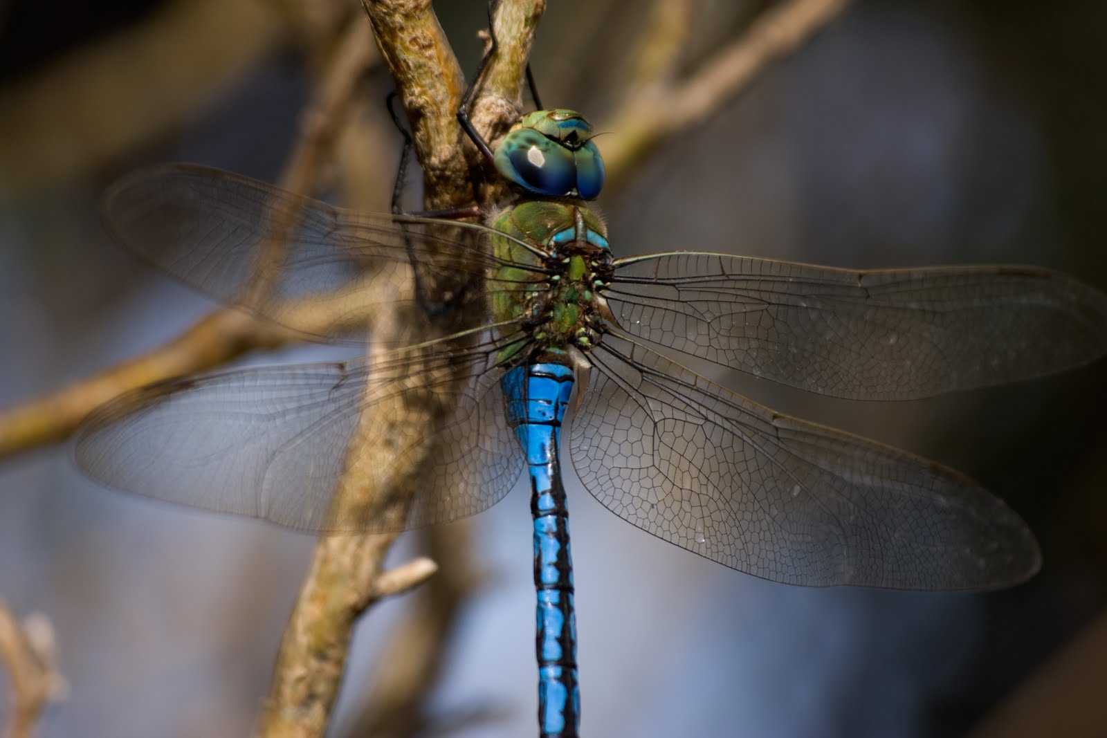 Gran Canaria "Un Paisaje por Descubrir" : Libelula azul