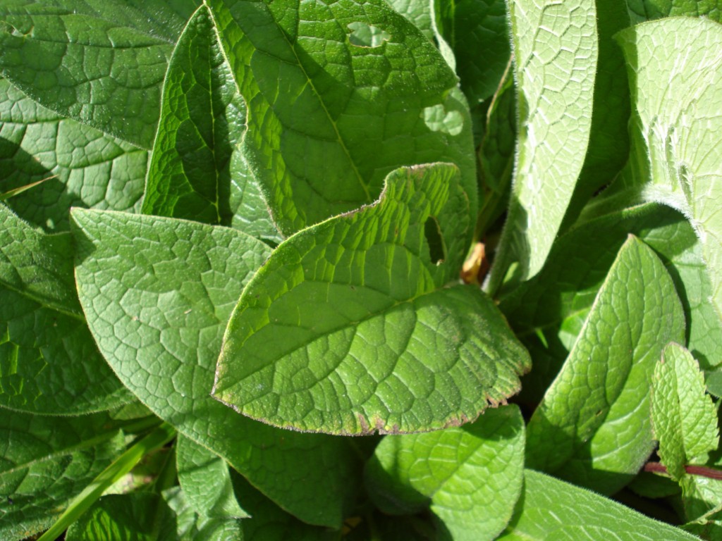 Canguçu em Cores: CONFREI - SYMPHYTUM OFFICINALE L. - Uso Medicinal ...