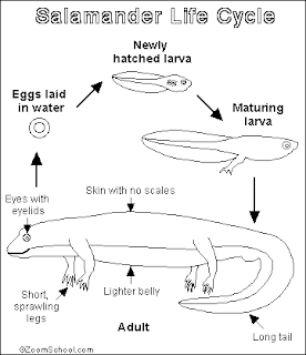 The Animalia Kingdom Site: 6 MAIN CLASS OF ANIMAL