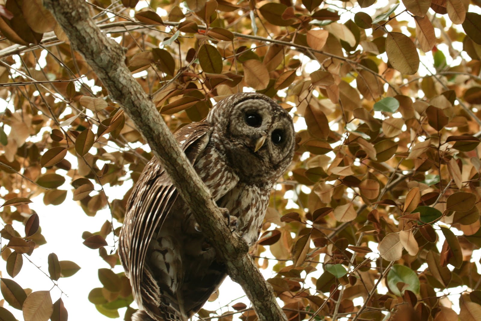 Wings & Wildflowers: Barred Owl, Red Shouldered Hawk - ENP