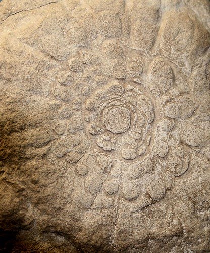 bensozia: A New Precambrian Life Form