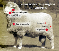 avisos del campo: Cómo elegir los carneros más sanos y mejor dotados ...