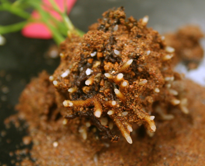Psilotum (MATSUBARAN)