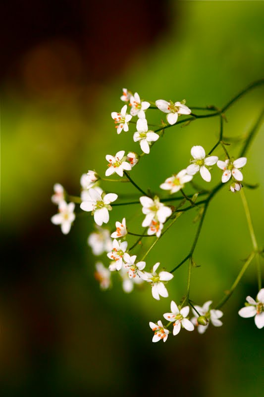 Colorado Lifestyle: Oregon: Silver Falls State Park