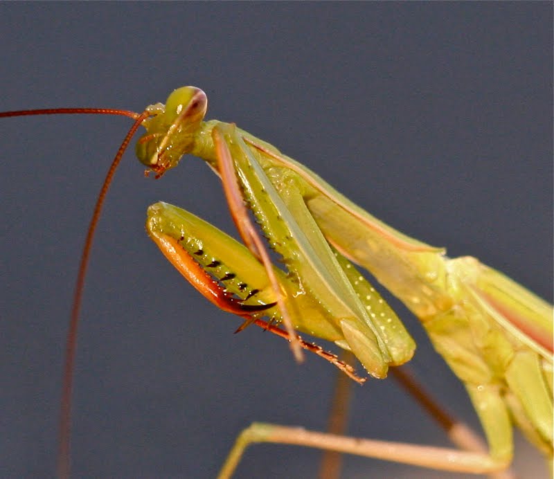 Colorado Lifestyle: Praying Mantis