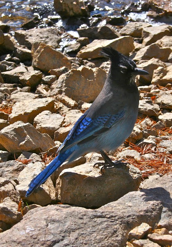 Stellar's Jay