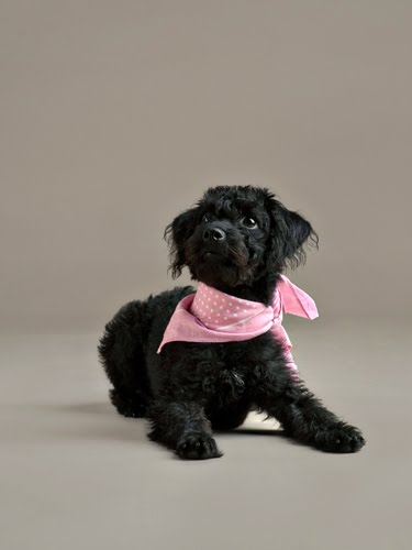 emma duggan photography: Jo & Charlie + Milly - Couple & Pet ...