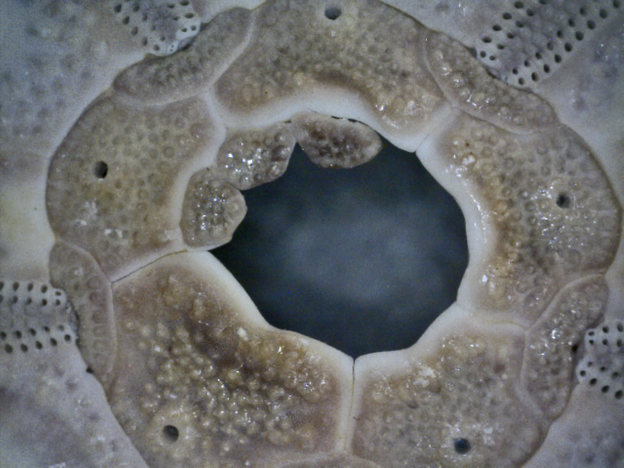 Linda: Nature magnified