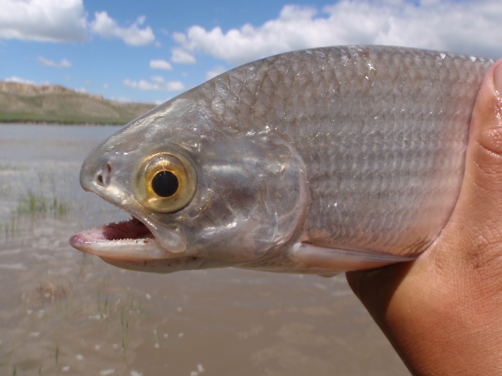 Montana Native Fish: Big Eyes