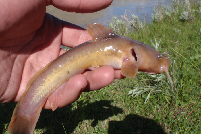 Montana Native Fish: August 2010