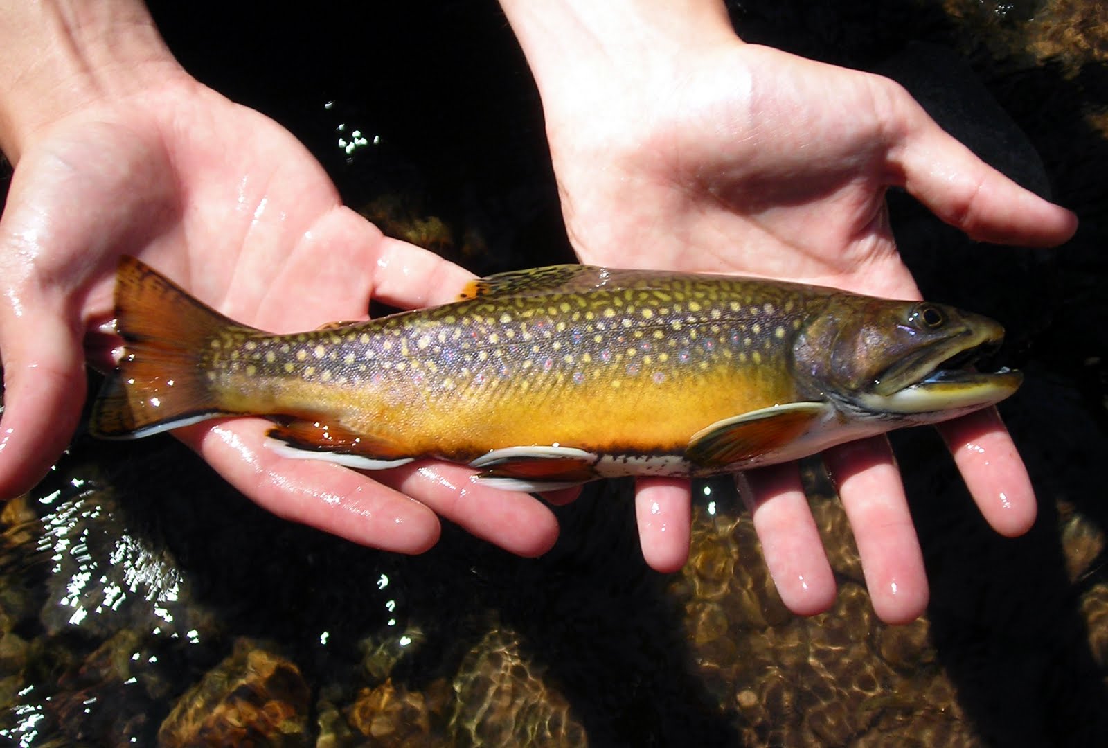 Montana Native Fish: Eastern Invaders