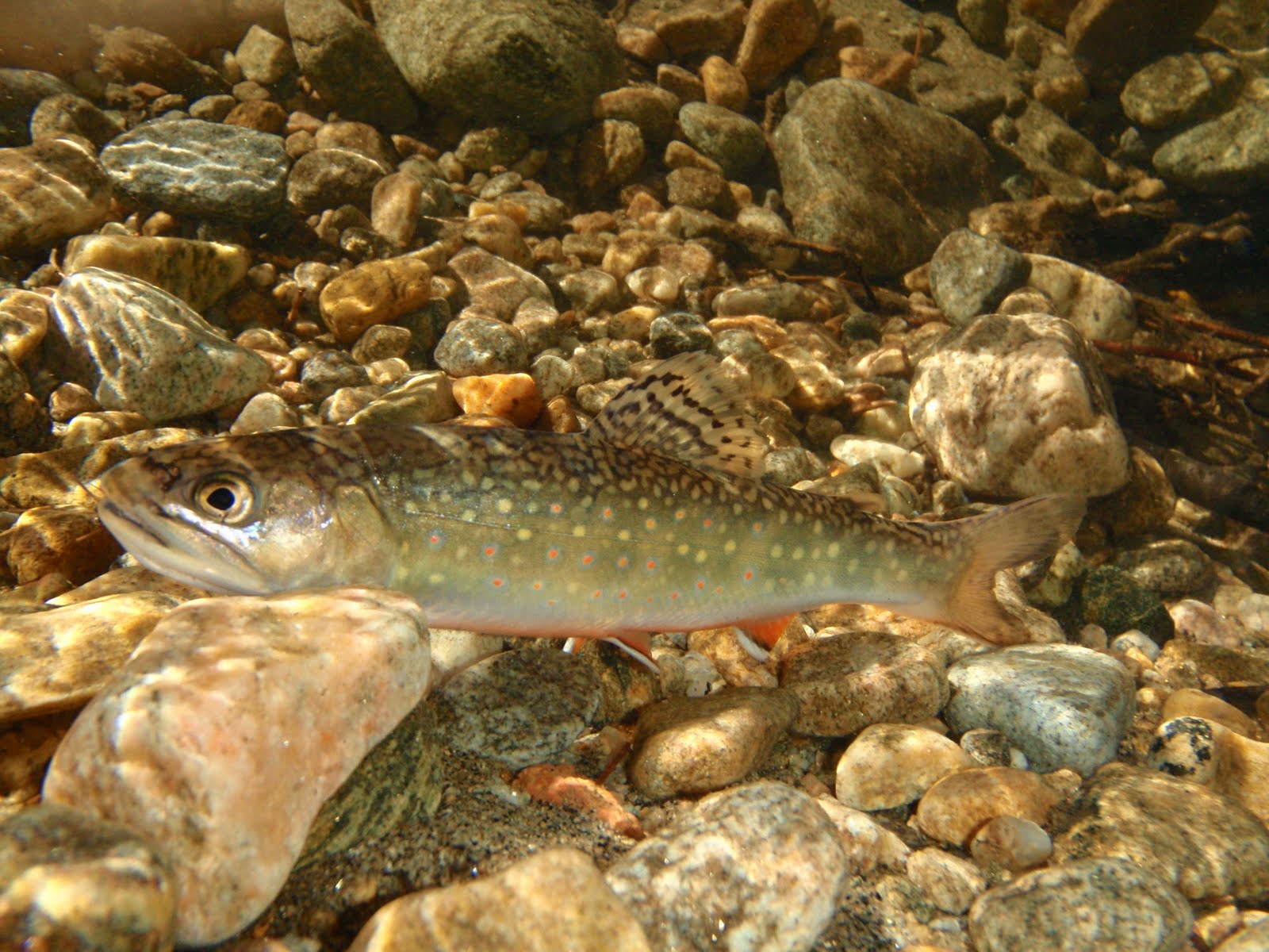Montana Native Fish: Eastern Invaders